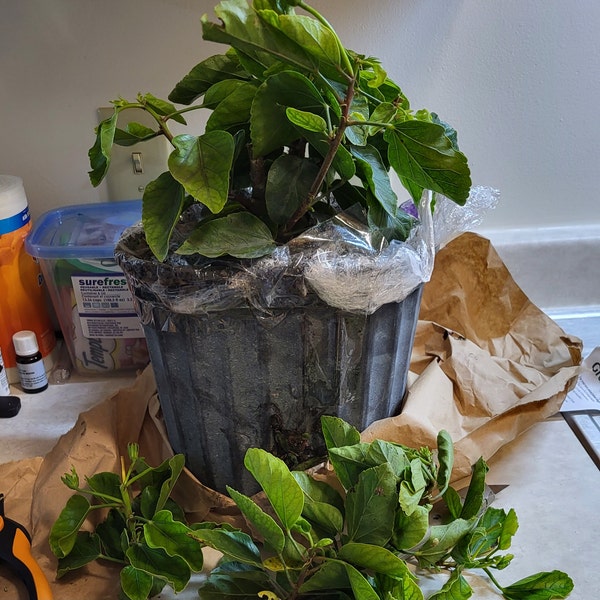 Mickey Mouse Ears Cactus - Etsy