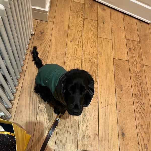 Flat Nylon Slip Lead - Dog Show Lead - Pointer, Setter - Etsy