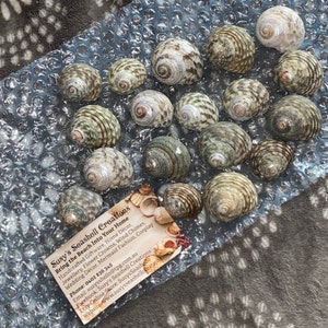 Hand Made Seashell Candles Seashells Candles Wedding Gold | Etsy