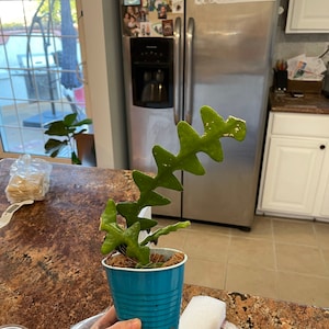 Dwarf Moses in the Cradle/ Boat Lily/ Oyster Plant - Etsy