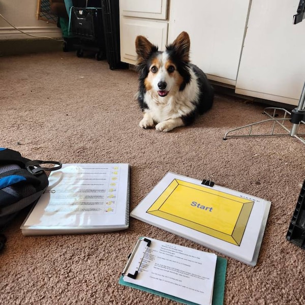 AKC Rally Laminated Sign Set NOVICE - MASTER - Etsy