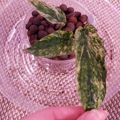 Albo Variegated Spider Man Monstera variegated Amydrium Medium Starter ...