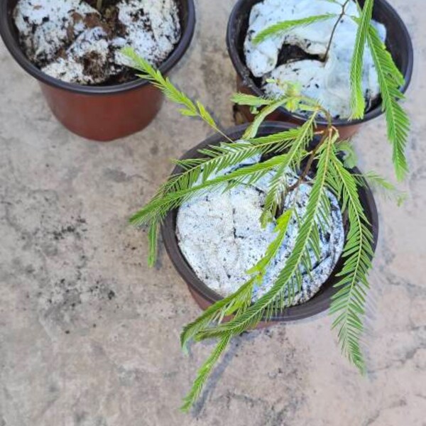 Parijat/coral Jasmine/harshringar/night Jasmine/shewali/shiuli | Plant ...