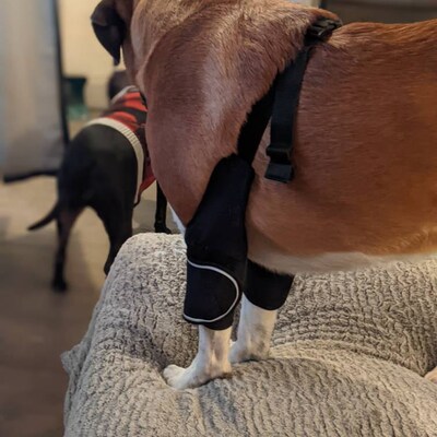 Adjustable K-9 Elbow Callus Pressure Sores Reflective Dog Elbow ...