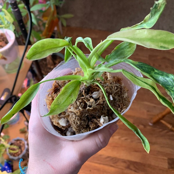 Hoya Irina Splash | Exact Rooted Plant | Houseplants | Tropical Plants ...