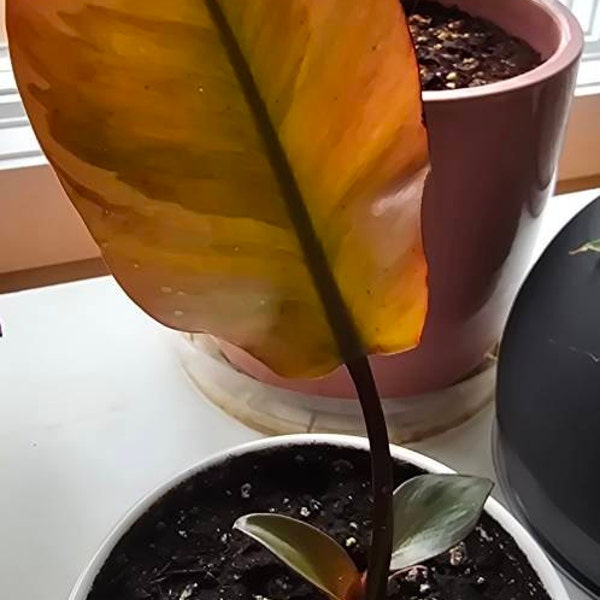 RARE Monstera Obliqua Peru Plant in a Nursery Pot SAME Pot as Images US ...