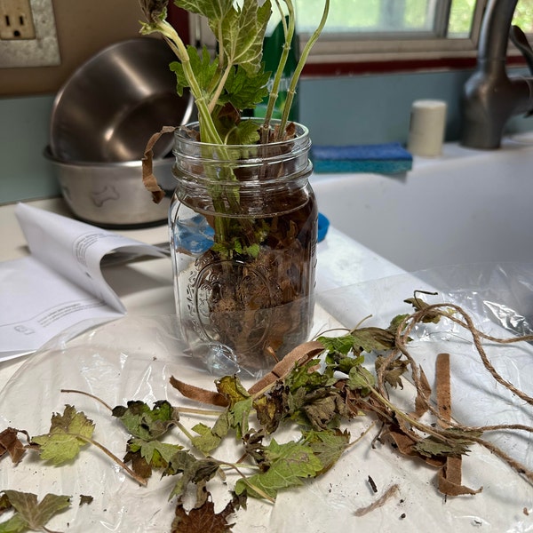 Broadleaf Plantain (plantago Major) Seeds, Organically Grown - Etsy