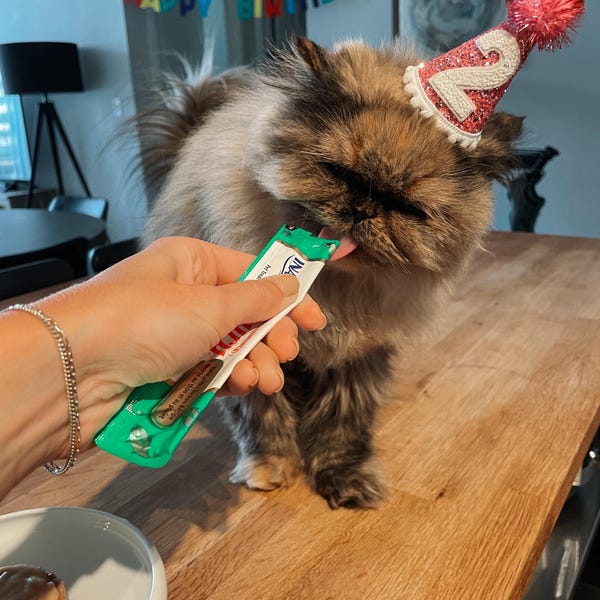 Pet Party Hat | Mini Cat Birthday Party Hat | Mini Cat Party Hat | Dog ...