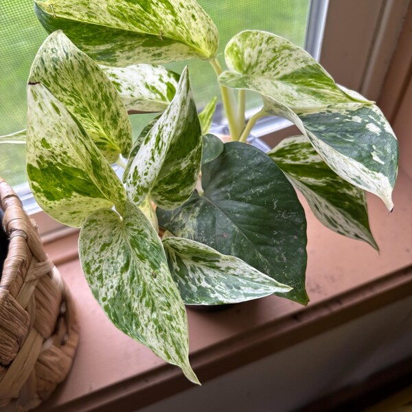 RARE Marble Pothos Cuttings - Gorgeous Variegated Indoor Easy Care ...