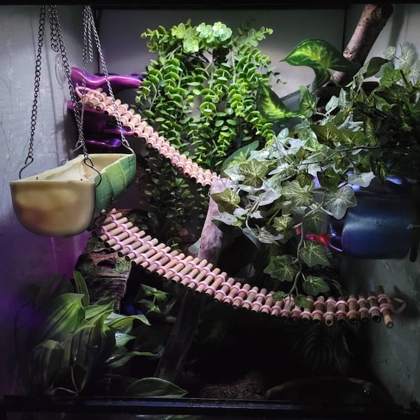 Bamboo Bridge - 2.5" Width - (perfect for Young Crested Geckos, Tree ...