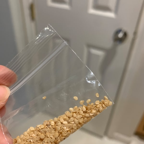 Wild Huckleberry - 100+ Seeds - Wildlife Food - Etsy