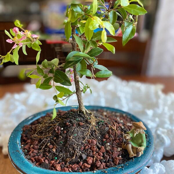 Dwarf Mini Weeping Cherry Bonsai Tree That Flowers 3x a Year and Fruits ...