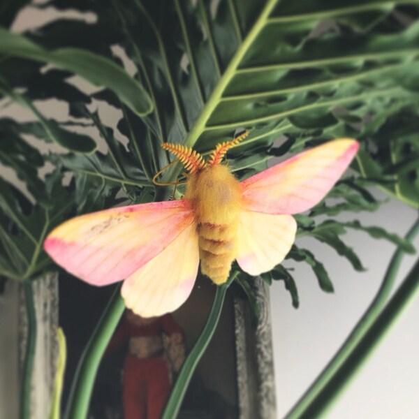 16x10 Inch Picasso Moth "baorisa Hieroglyphica" : Faux Entomology ...