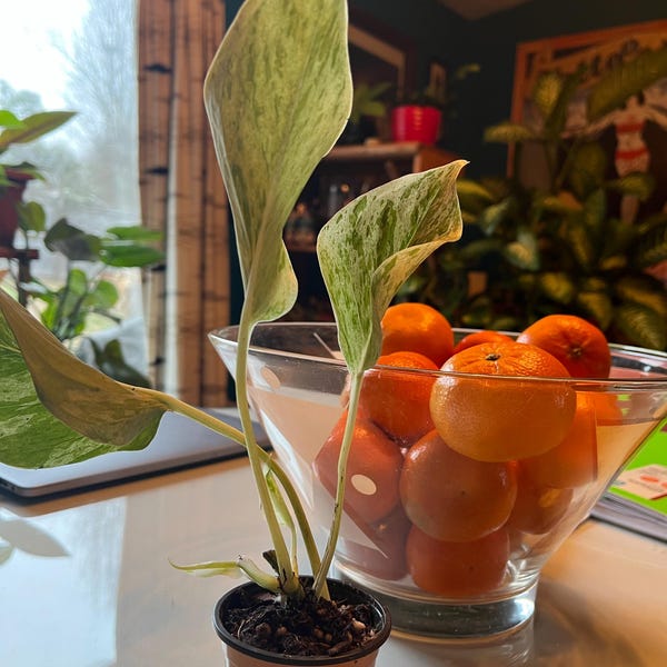 Snow Queen Pothos Single Starter Plant in a 1.5" Pot - Epipremnum ...