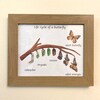 LIFE CYCLE of a BUTTERFLY 7 Montessori Cards Flash Cards Nomenclature ...