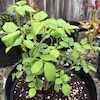 Rose “ausham” English Shrub Rose Ownroot Plant, 1 Gallon - Etsy