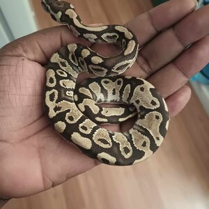 Customizable Name Green Tree Python Emerald Tree Boa Snake Vinyl Decal ...