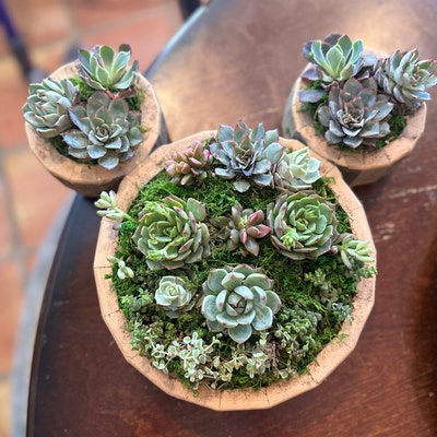 Star of David Succulent Wall Planter, DIY, Succulent Arrangement ...