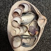 25 Oyster Shells | New York Oyster Shells | Ocean Tumbled | Surf ...