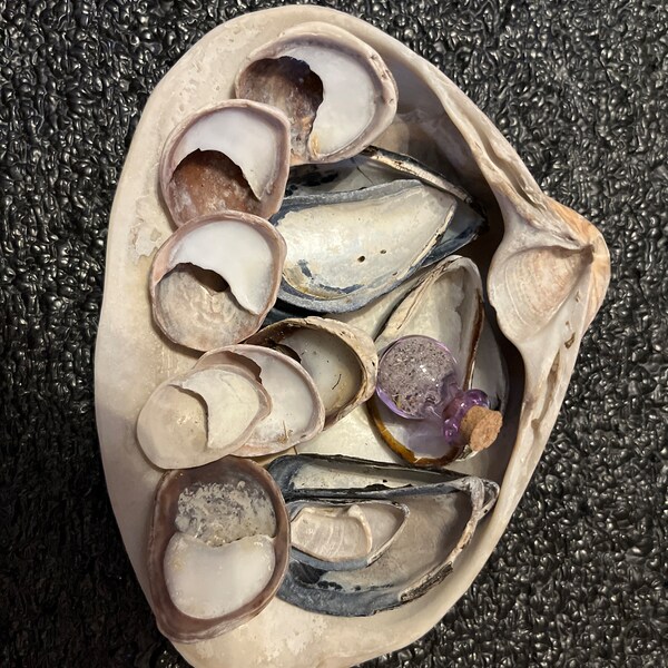 25 Oyster Shells | New York Oyster Shells | Ocean Tumbled | Surf ...