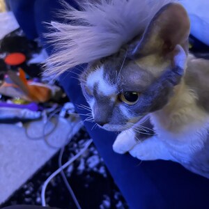 Cat Mohawk - Etsy