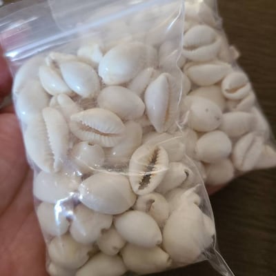 Medium Hebrew Cone Seashells Conus Ebraeus 5 Shells Approx. 1 Inches ...