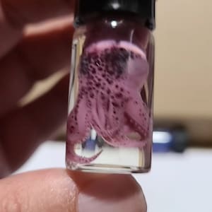 Real Cute PINK Cuttlefish in a Jar, Wet Specimen, Squid, Tentacles ...