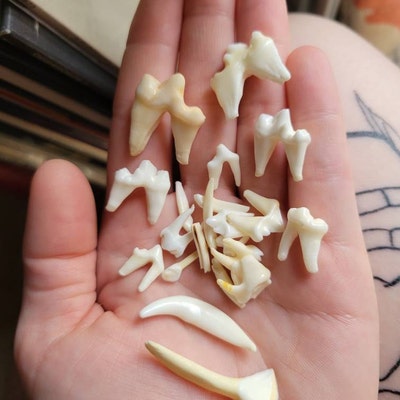Real Animal Teeth Assorted Species 25 Pieces Stock No. 1-52 - Etsy