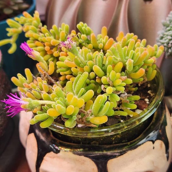 Beautiful Succulent: Dicrocaulon Ramulosum (l.bolus) Ihlenf Purple ...