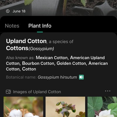 20 Purple Japanese Maple Tree Bonsai Seeds Heirloom Rare Colorful Lawn ...