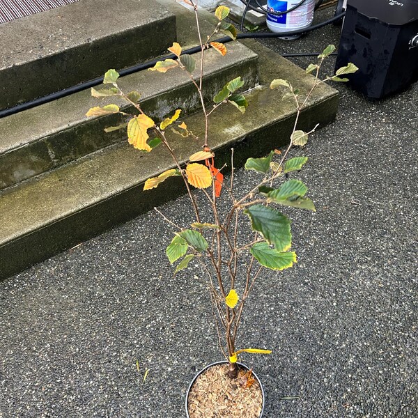 Viburnum Burkwoodii 'mohawk' Burkwood Viburnum Live Plant 4 Pot Size - Etsy