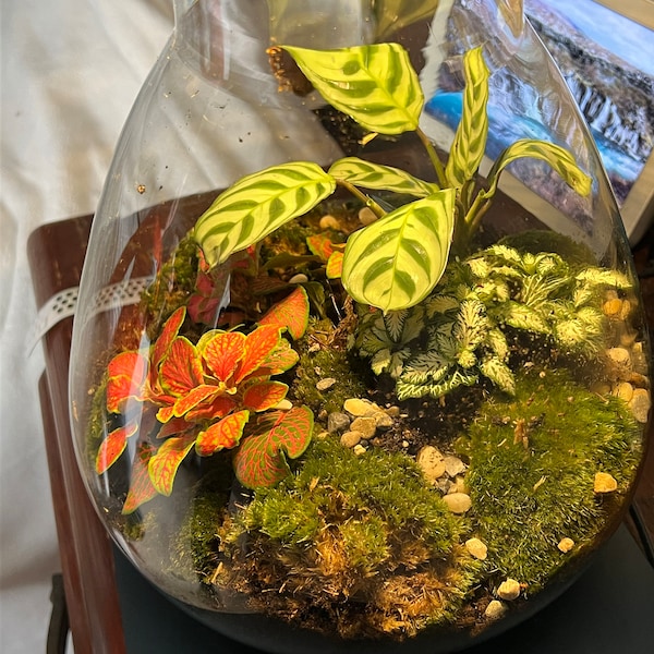 Terrarium • Sam Calathea With Light • DIY Bottle Garden Kit LED ...