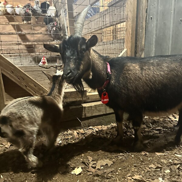 Custom Goat and Sheep Collar Tags - Etsy