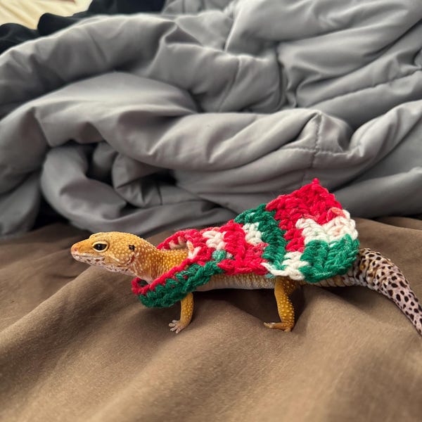 Custom Tortoise Diaper - Etsy