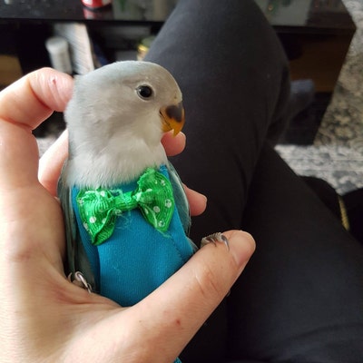 Pink Owl// Bird Diaper Parrot Flight Suit 2meters Leash - Etsy