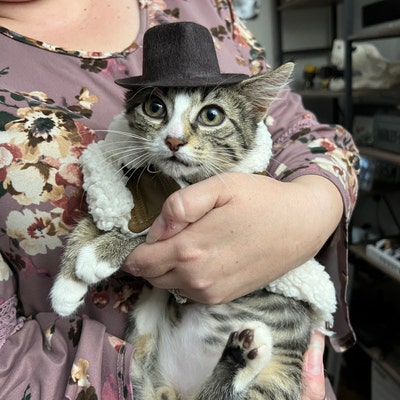 Mini-sized Graduation Cap Cat Hat for Your Cat FREE SHIPPING Add-on ...