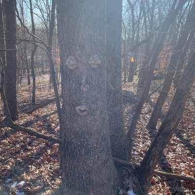 Forrest Stump Concrete Tree Face, Birthday Gifts, Fun Gardeners Gift ...