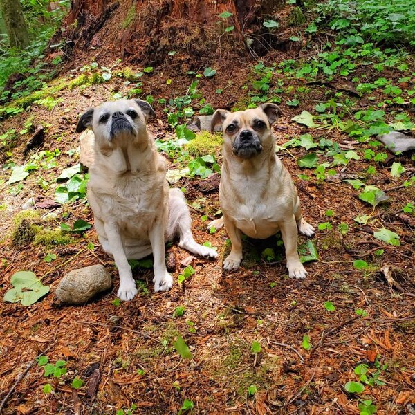 Modified Hoxsey With or Without Boneset - Etsy