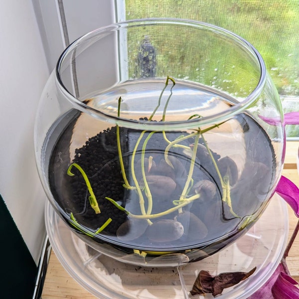 50pcs Pink Pooh Sunflower Seeds Unique Pink Blooms Non-gmo, Heirloom ...