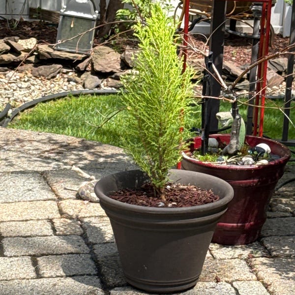 Live Dwarf Lemon Cypress, Cupressus Macrocarpa ‘goldcrest Wilma,’ Live ...