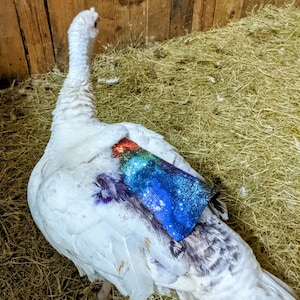 Mermaid Chicken Tutu | Etsy