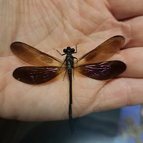 Euphaea Variegata, Teal and Violet Damselfly (A-), Mounted, Spread ...