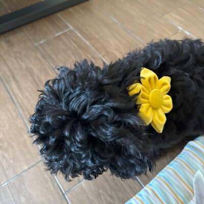 Blue Plaid Personalised Dog Harness, Handmade Harness Collar and Leash ...