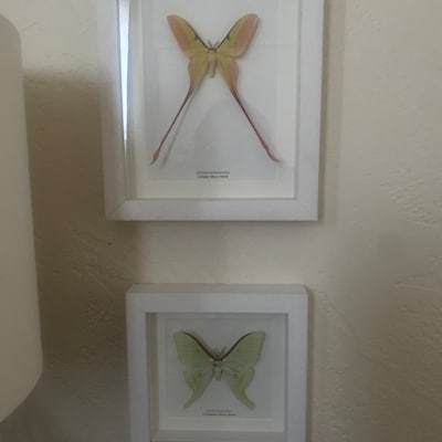 The Luna Moth in Box Frame actias Luna - Etsy