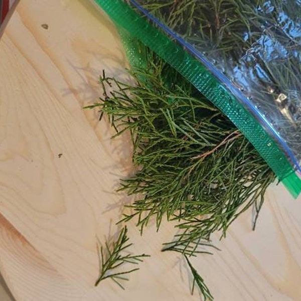 Tree Bark, Mini Bark Pieces, Forest, Craft Material, Creative, Natural ...