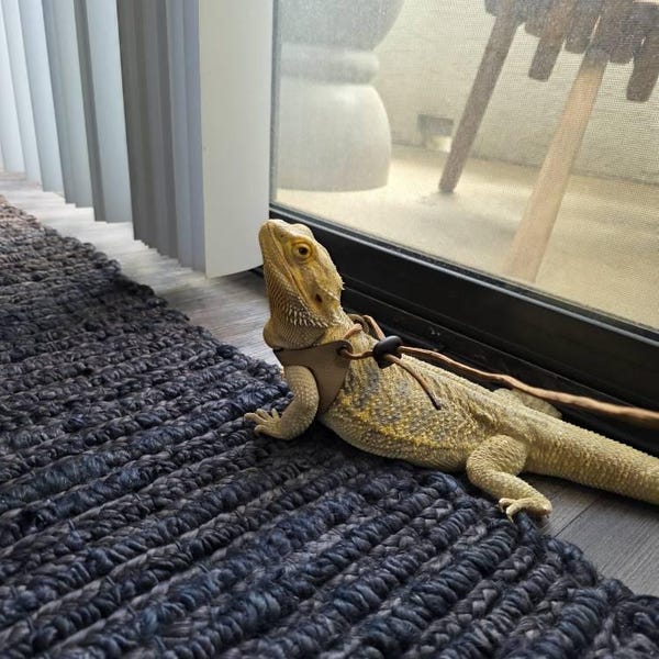 Bearded Dragon Hat, Lizard Costume, Reptile Hat, Crochet Knitted Hat ...