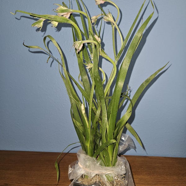 4 Pack: Kangaroo Paw A.K.A. Anigozanthos 'bush Ranger' | Drought ...