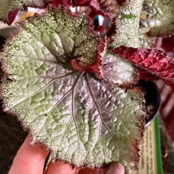 Jurassic™ Rex Begonia 'artic Twist' - Etsy