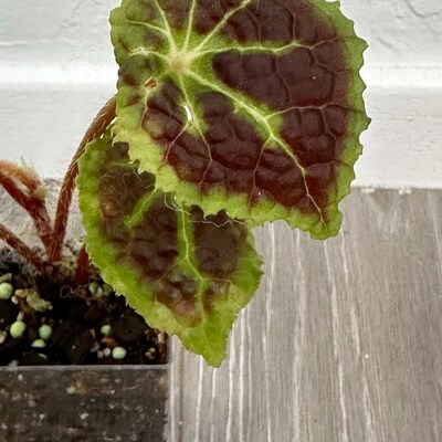 Begonia Baik X Begonia Ocellata Hybrid - Etsy