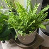 Golden Club Moss Fern Plant Live Moss Lime Green Spike Moss ...